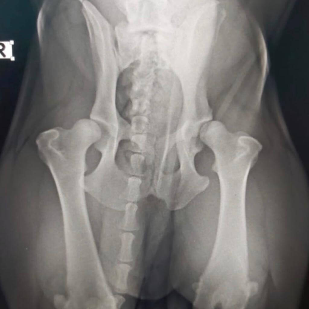 Displasia de cadera en perros | Fivet